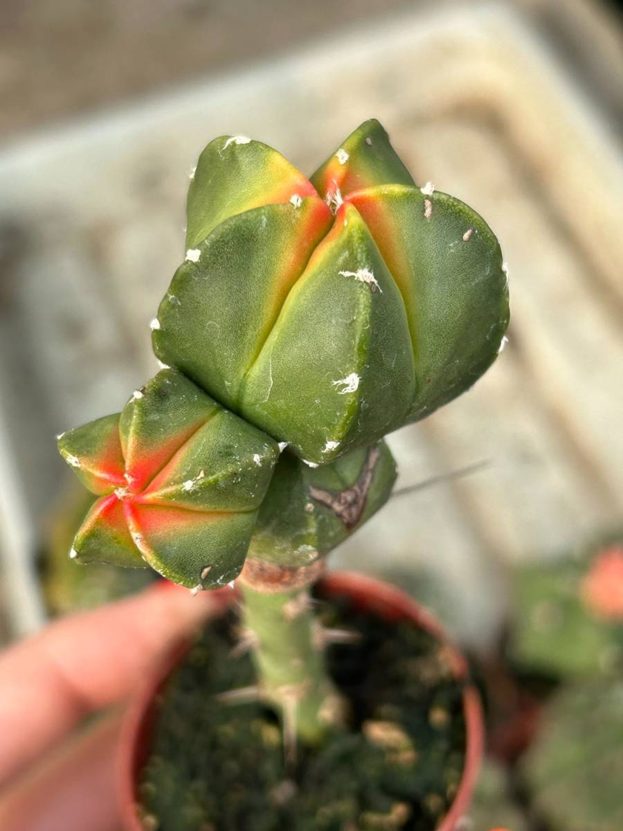 Astrophytum myriostigma 'Nuda Variegata' | Cactuses \ Astrophytum ...