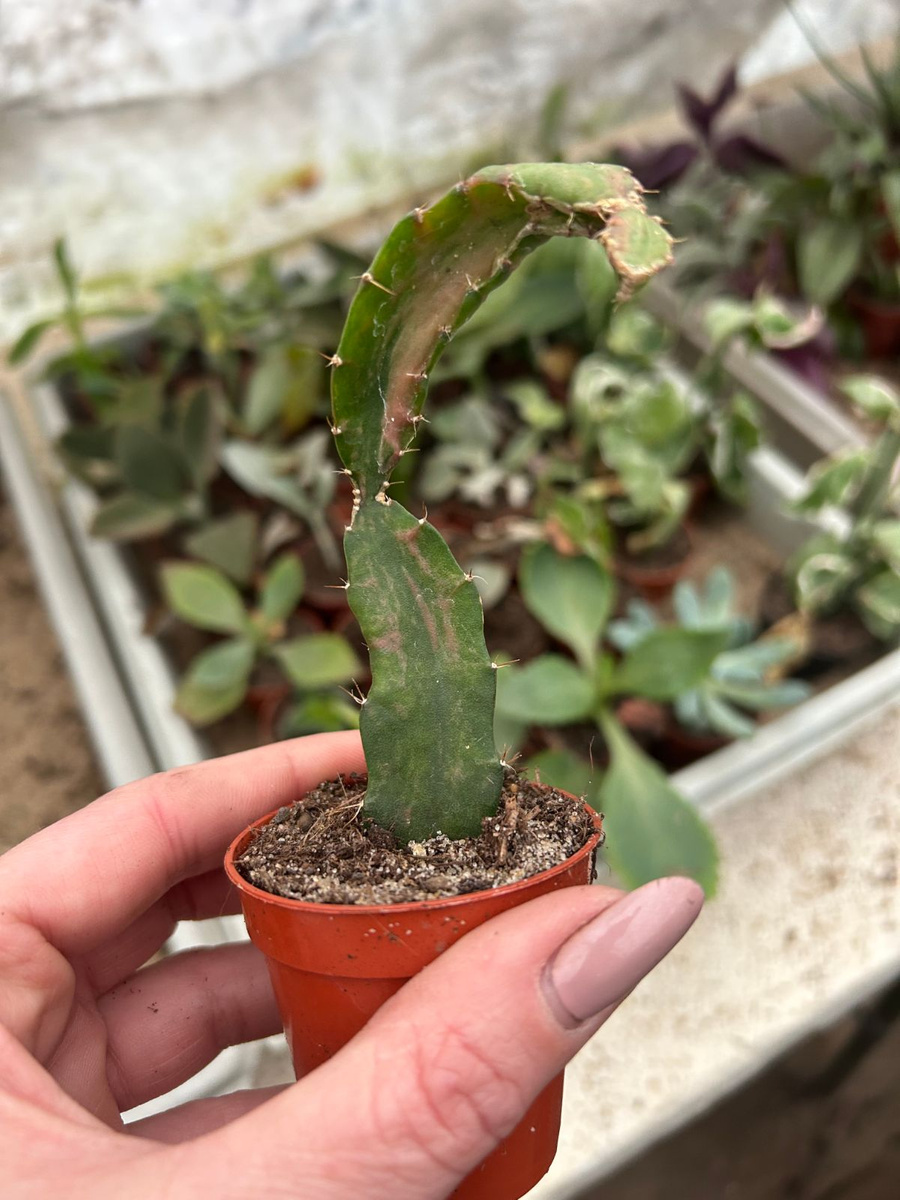 Chimera Hylocalicium 'Variegata' | Mutanty \ Chimera | Kaktusy ...