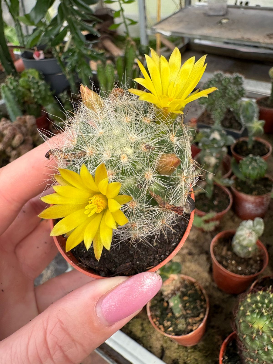 Dolichothele baumii | Kaktusy \ Dolichothele Chętnie Zakwitające ...