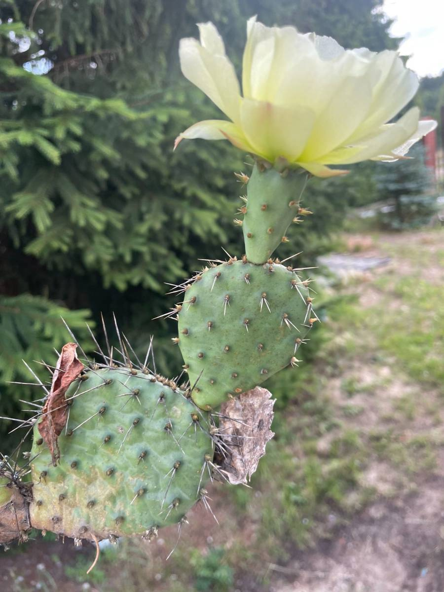 Opuntia fragilis MROZOODPORNA | Kaktusy \ Opuntia Mrozoodporne ...