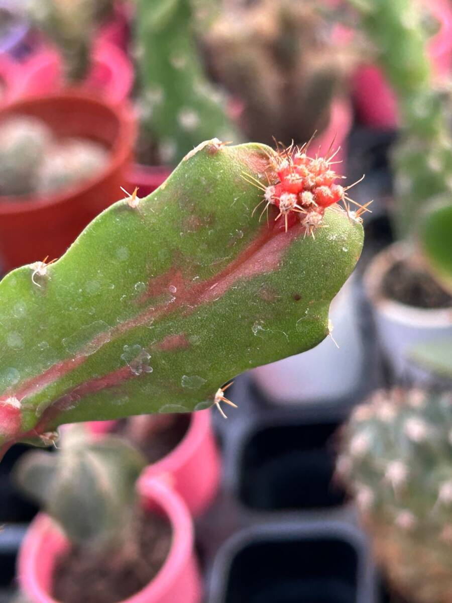 Chimera Hylocalicium 'Variegata' | Cactuses \ Hylocereus Cactuses ...