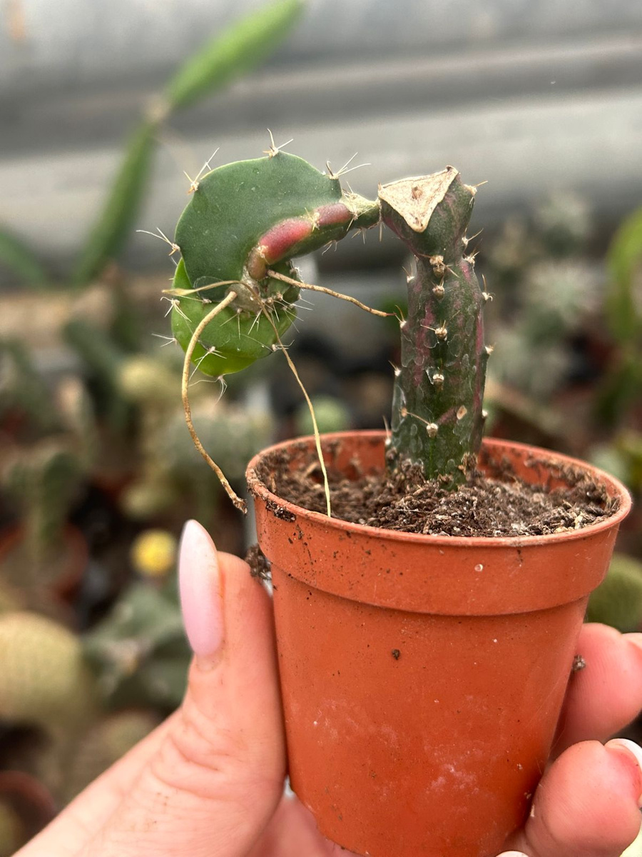 Chimera Hylocalicium 'Variegata' | Mutants \ Chimera | Kaktusy ...