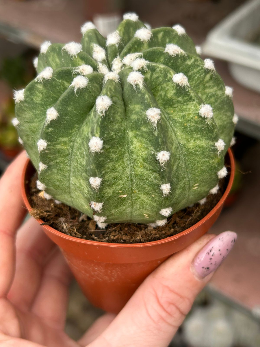 Echinopsis subdenudata 'Marmorata' | Cactuses \ Echinopsis | Kaktusy ...