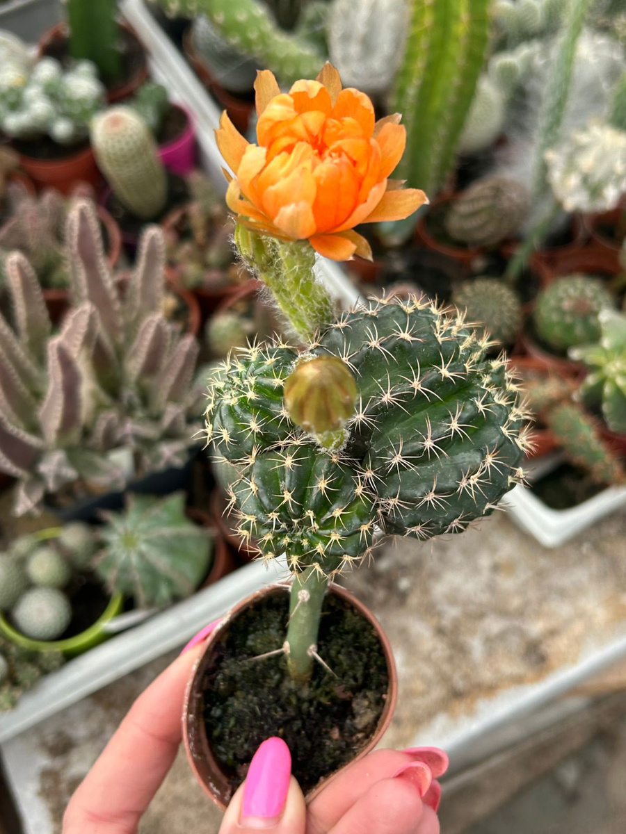 Echinopsis hybrid CHINESE MUTANT colorful flowers | Mutants ...