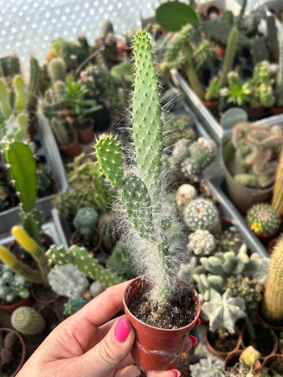 Opuntia erinacea 'Snow Blue Jacket' | Cactuses \ Opuntia | Kaktusy ...