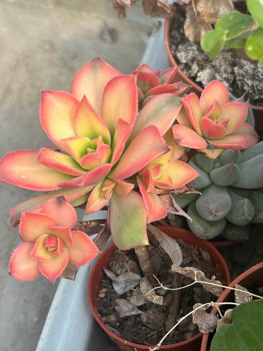 Aeonium kiwi 'Variegata' | Succulents \ Aeonium | Kaktusy, sukulenty i inne rośliny - CandyCacti