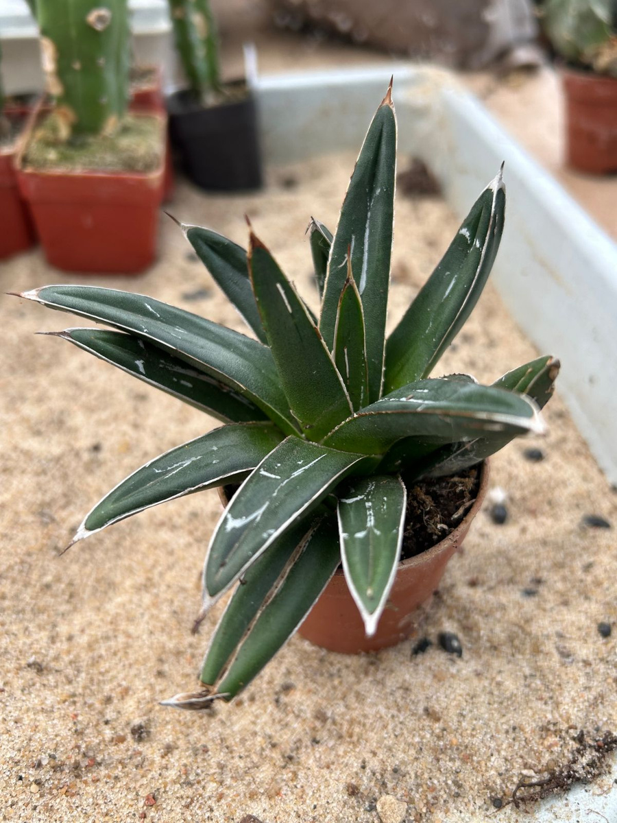 Agave victoriae-reginae | Succulents \ Agave | Kaktusy, sukulenty i ...