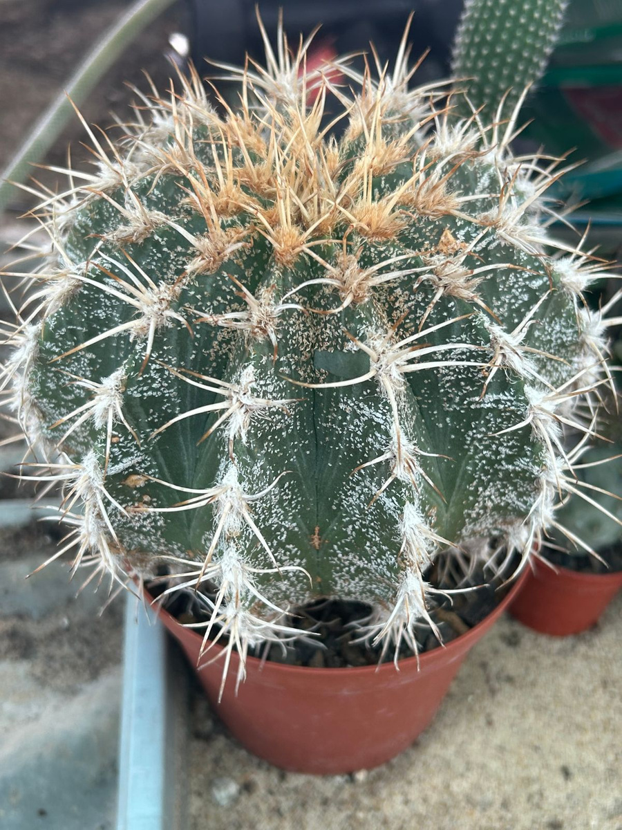 Astrophytum caput-medusae x ferocactus glaucescens CHIMERA | Promotions ...