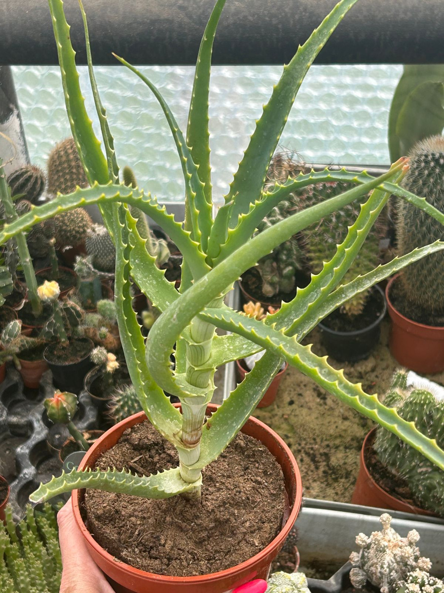 Aloe arborescens | Succulents \ Aloe | Kaktusy, sukulenty i inne rośliny - CandyCacti