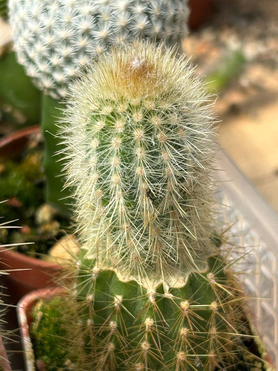 Micranthocereus polyanthus | Cactuses \ Micranthocereus | Kaktusy ...