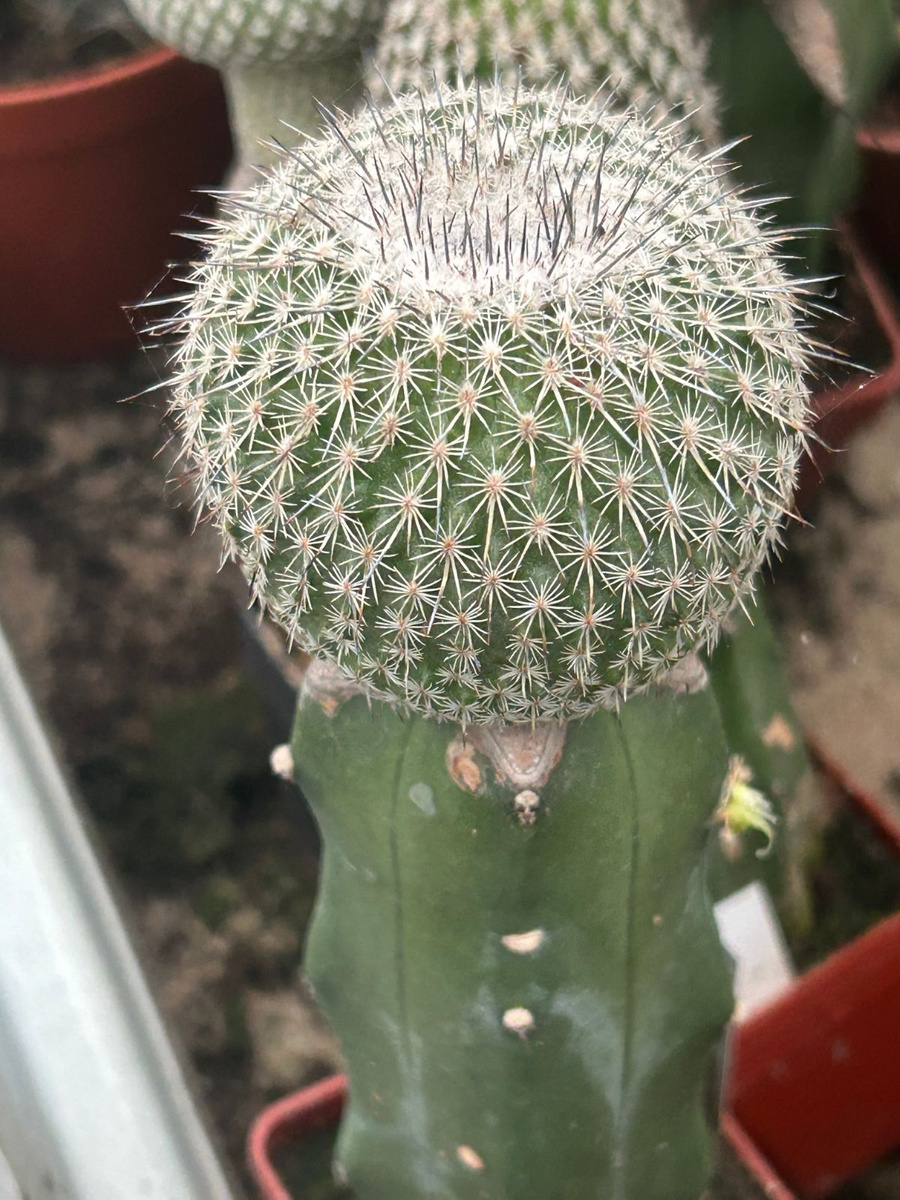 Epithelantha unguispina Grutas Garcia Nuevo Leon, Mex. MK134.42 ...