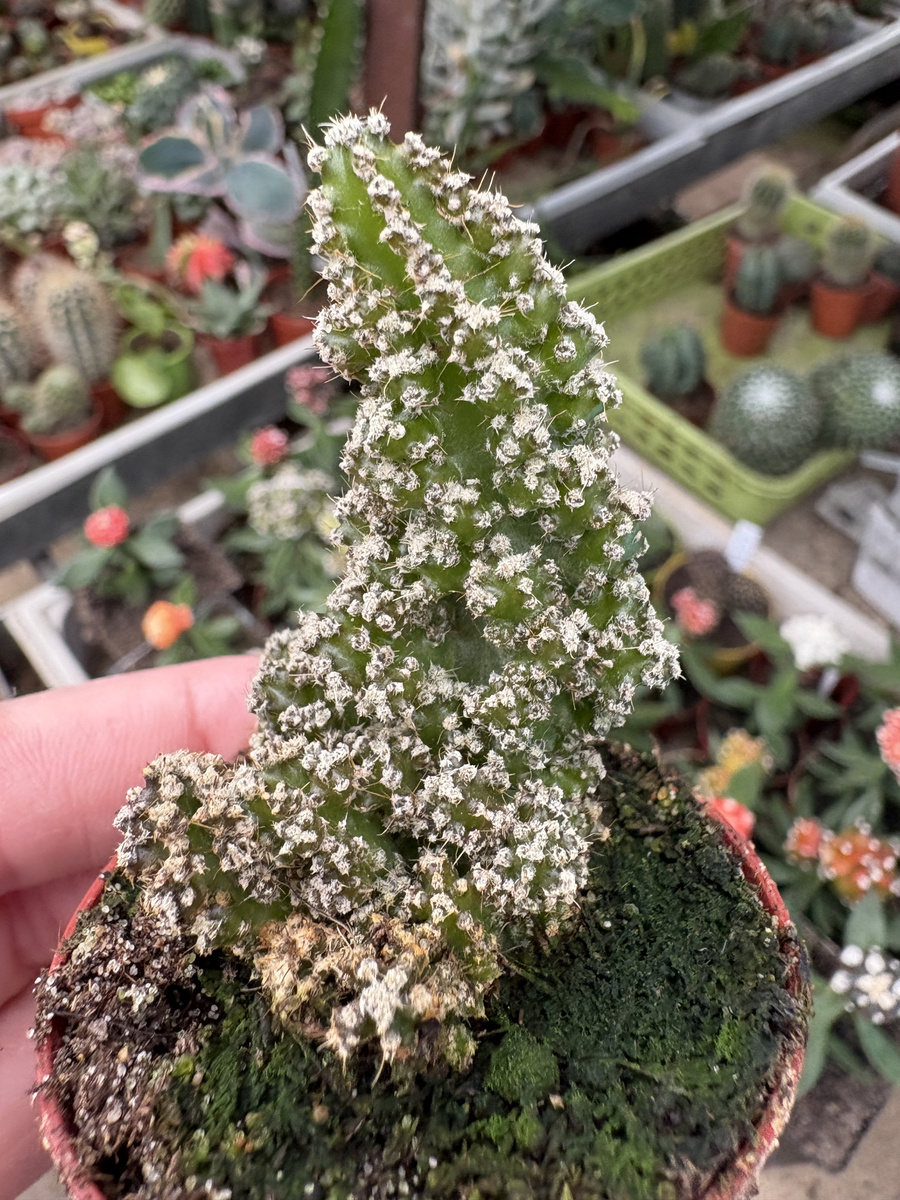 Cereus peruvianus 'Paolina Coral Monstruosa' | Cactuses \ Cereus ...