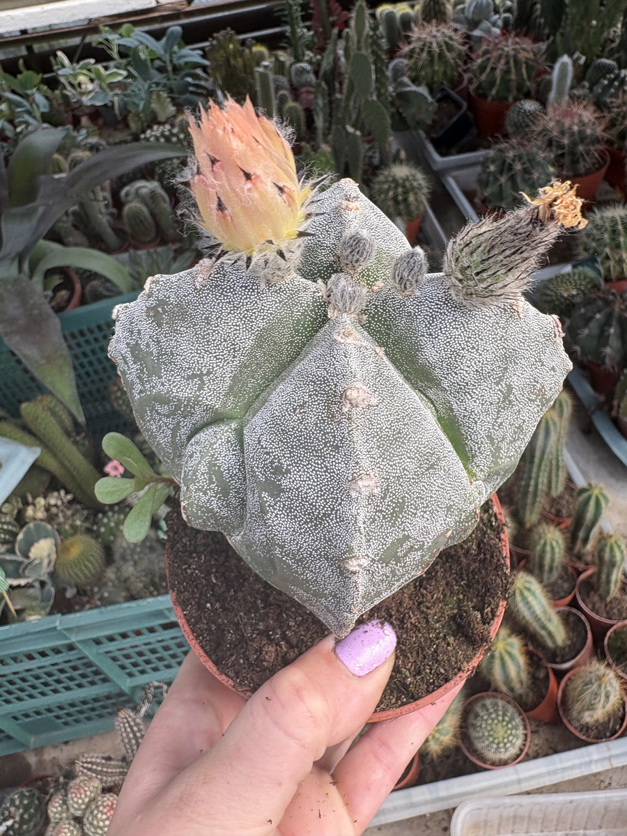 Astrophytum myriostigma 'Quadricostatum Roseiflora' | Cactuses \ Astrophytum | Kaktusy ...