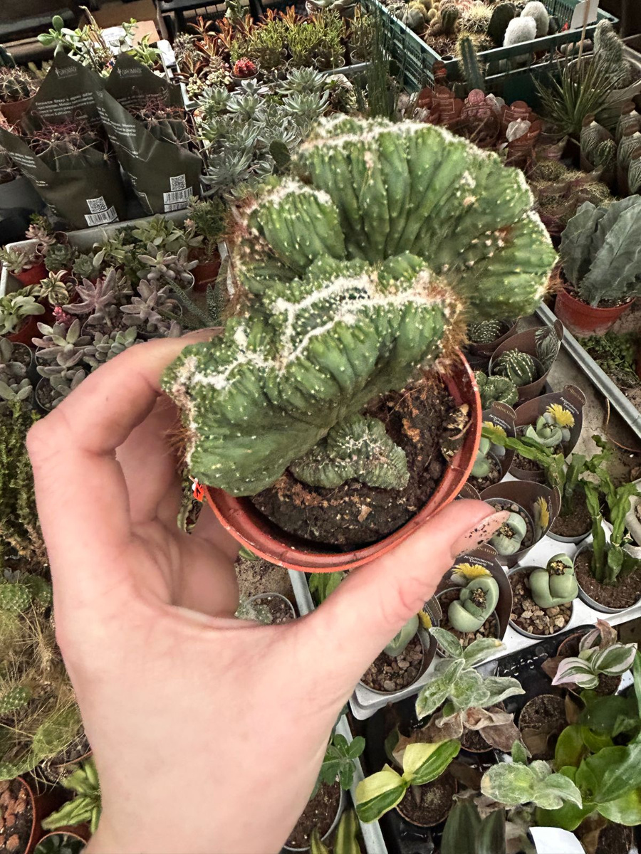 Cereus peruvianus 'Monstruosa' | Cactuses \ Cereus | Kaktusy, sukulenty i inne rośliny - CandyCacti