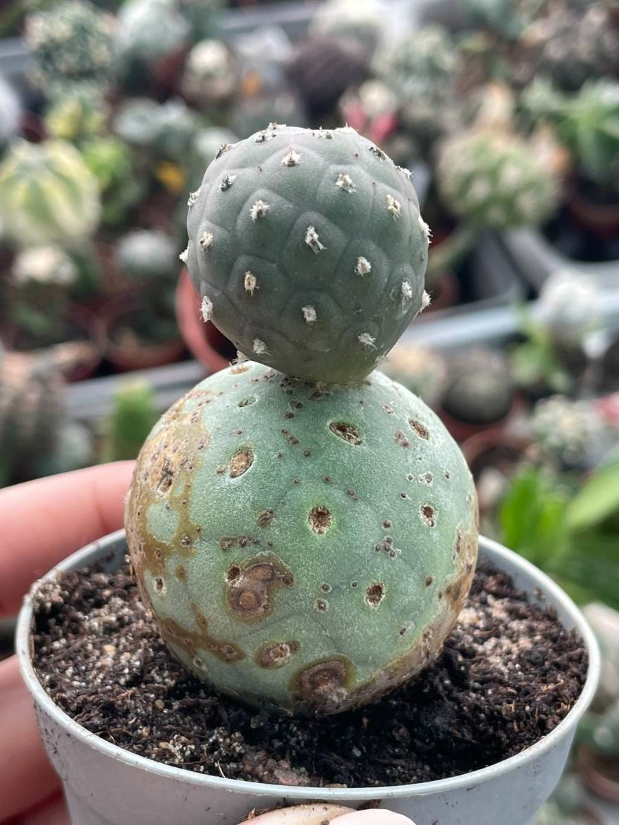 Tephrocactus geometricus 2 BALLS | Cactuses \ Tephrocactus | Kaktusy, sukulenty i inne rośliny ...