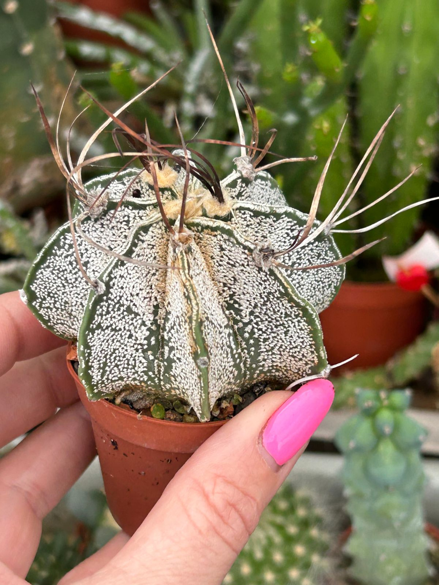 Astrophytum capricorne v.senile | Cactuses \ Astrophytum | Kaktusy, sukulenty i inne rośliny ...