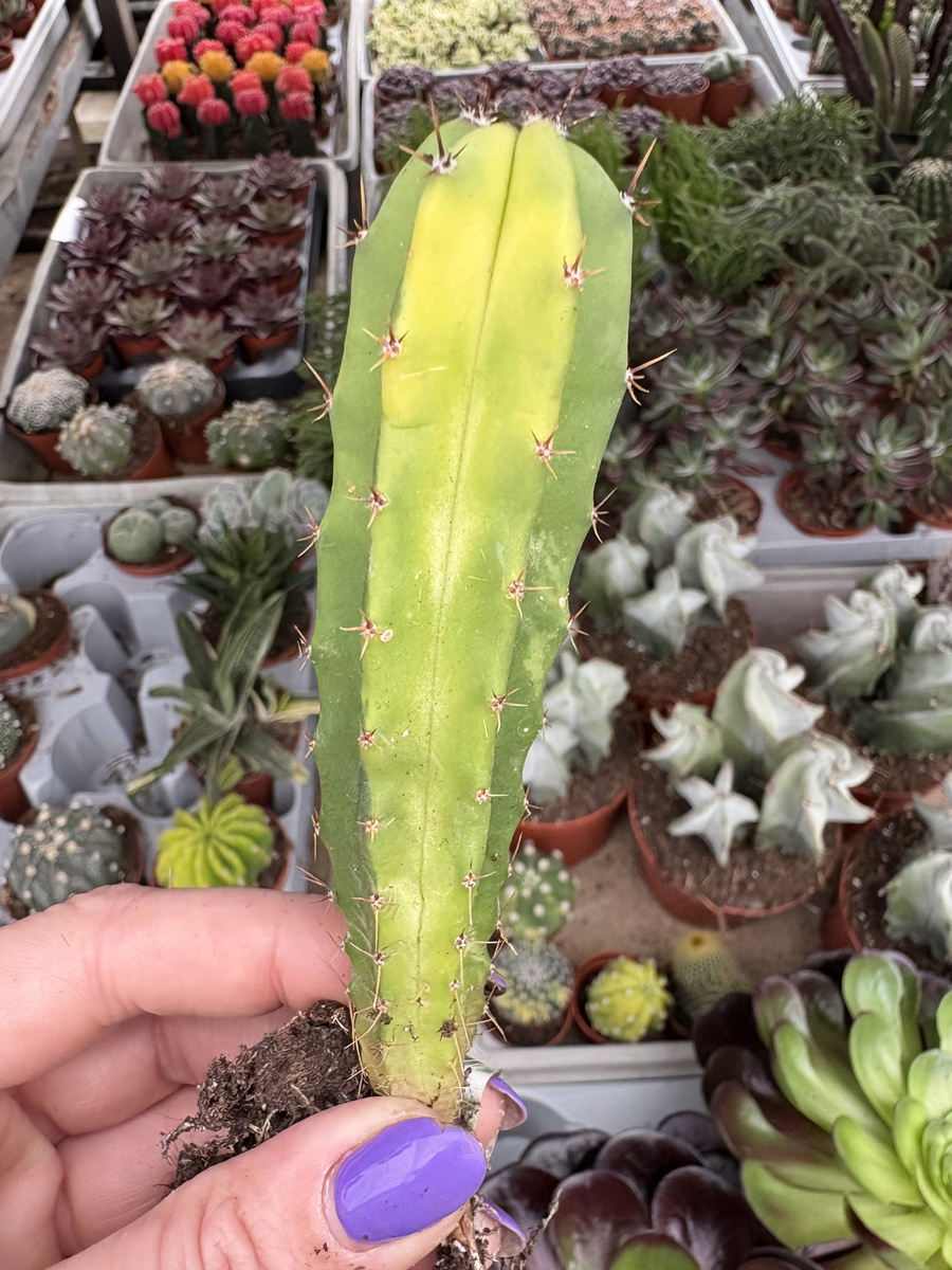 Myrtillocactus cochal 'Variegata' | Cactuses \ Myrtillocactus | Kaktusy ...