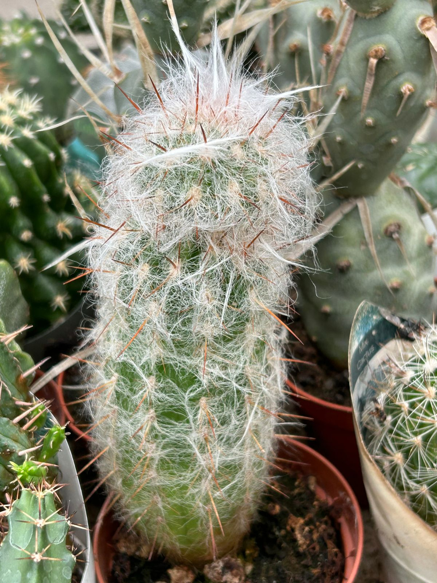 Oreocereus trollii | Cactuses \ Oreocereus | Kaktusy, sukulenty i inne ...
