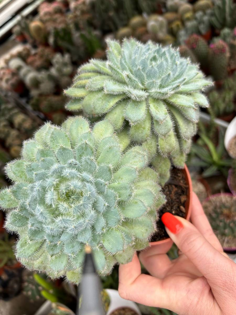 Echeveria setosa Mexican Firecracker | Succulents \ Echeveria | Kaktusy, sukulenty i inne ...