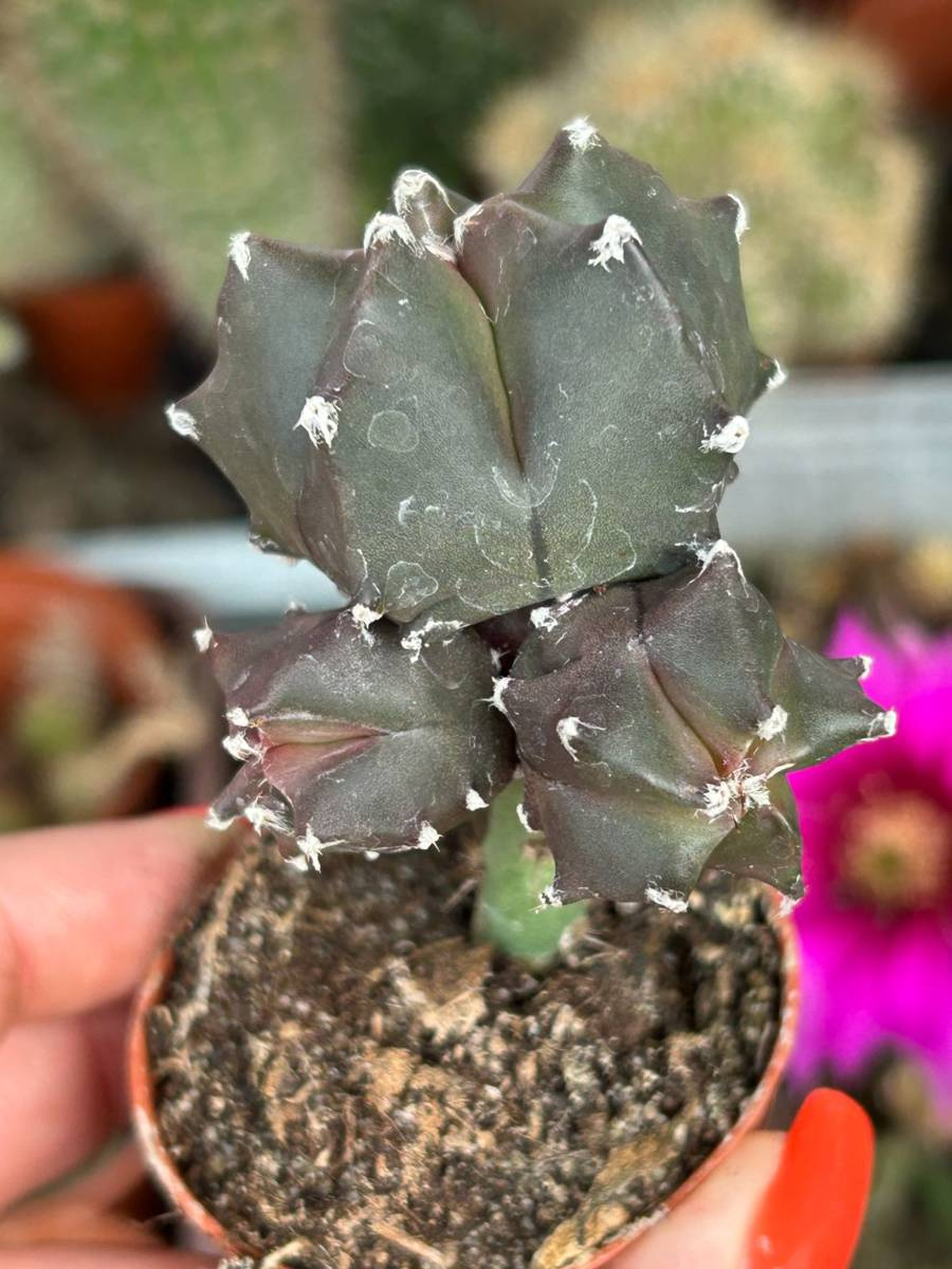Astrophytum myriostigma 'Kikko Black' | Mutants \ Astrophytum | Kaktusy ...
