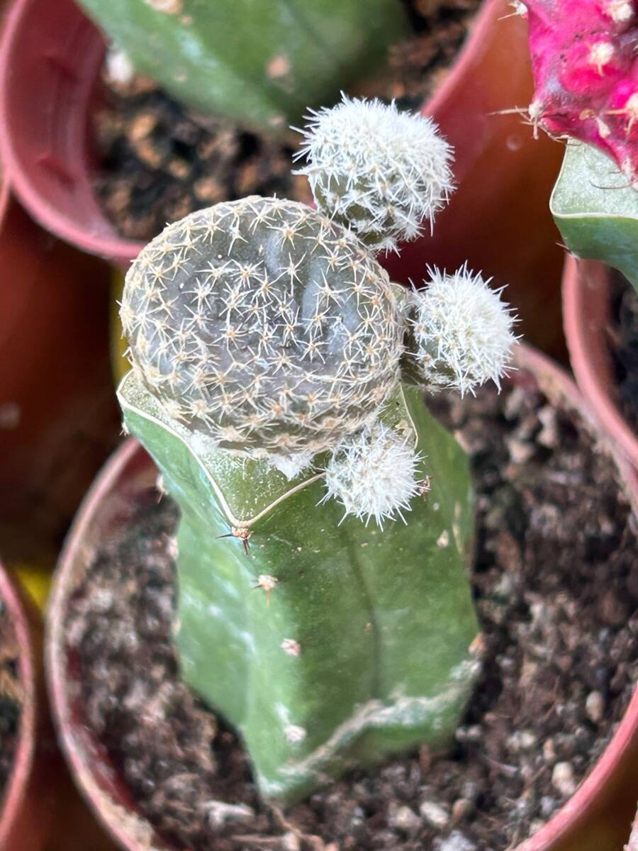 Puna clavarioides | Cactuses \ Puna | Kaktusy, sukulenty i inne rośliny ...