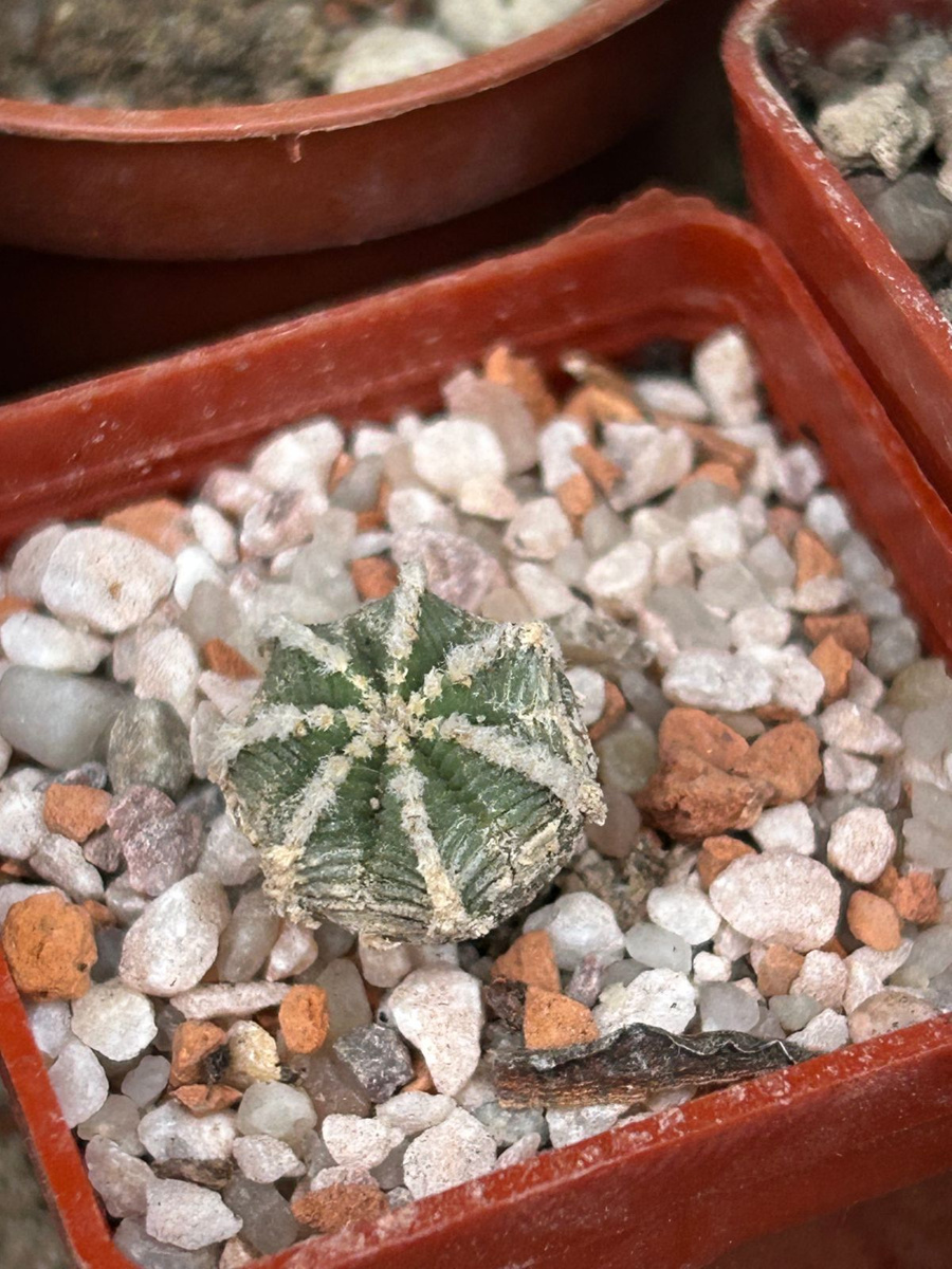 Aztekium hintonii | Cactuses \ Aztekium | Kaktusy, sukulenty i inne ...