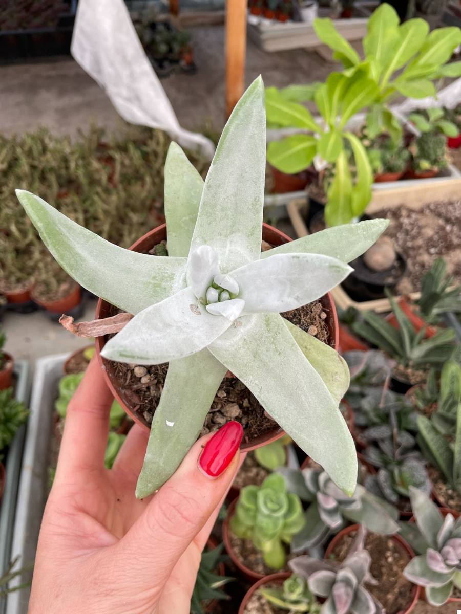 Dudleya virens | Succulents \ Dudleya | Kaktusy, sukulenty i inne ...