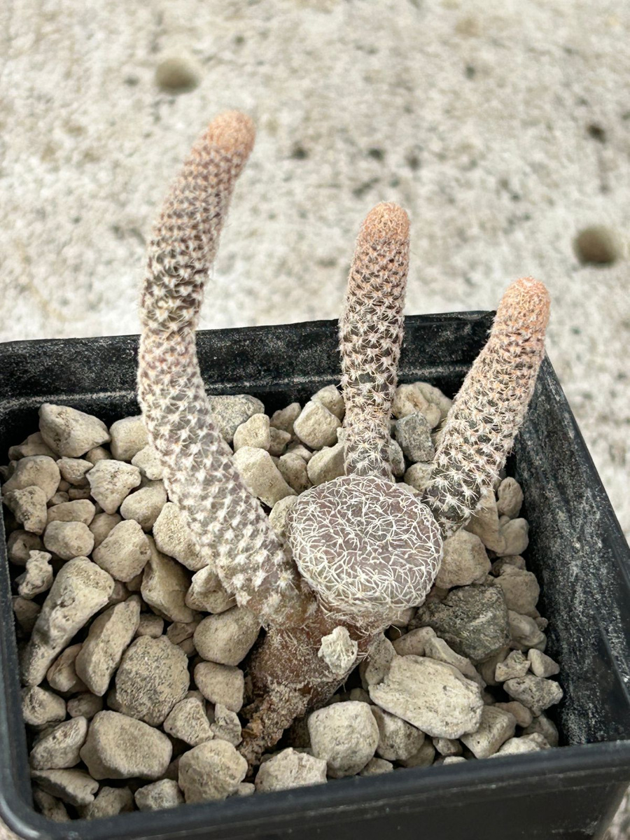 Puna clavarioides | Cactuses \ Puna | Kaktusy, sukulenty i inne rośliny ...