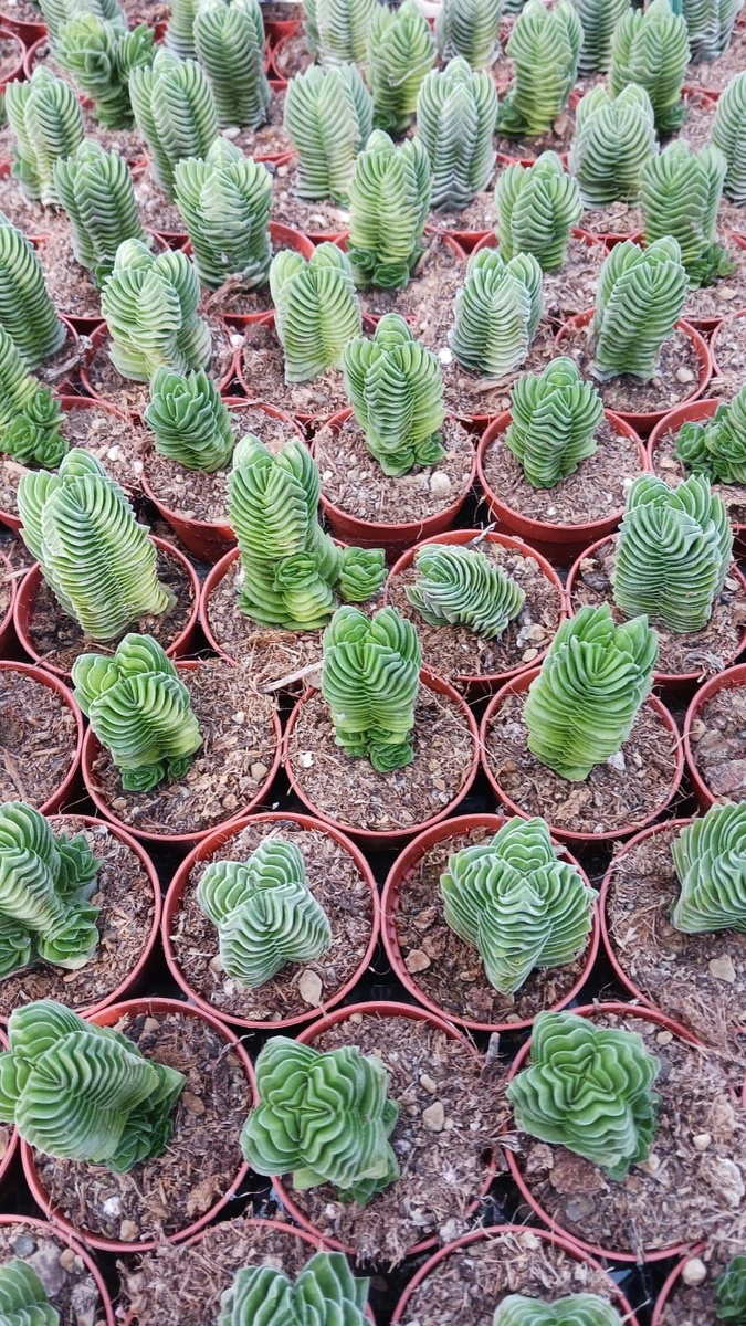 Crassula pyramidalis 'Buddha's Temple' | Succulents \ Crassula ...