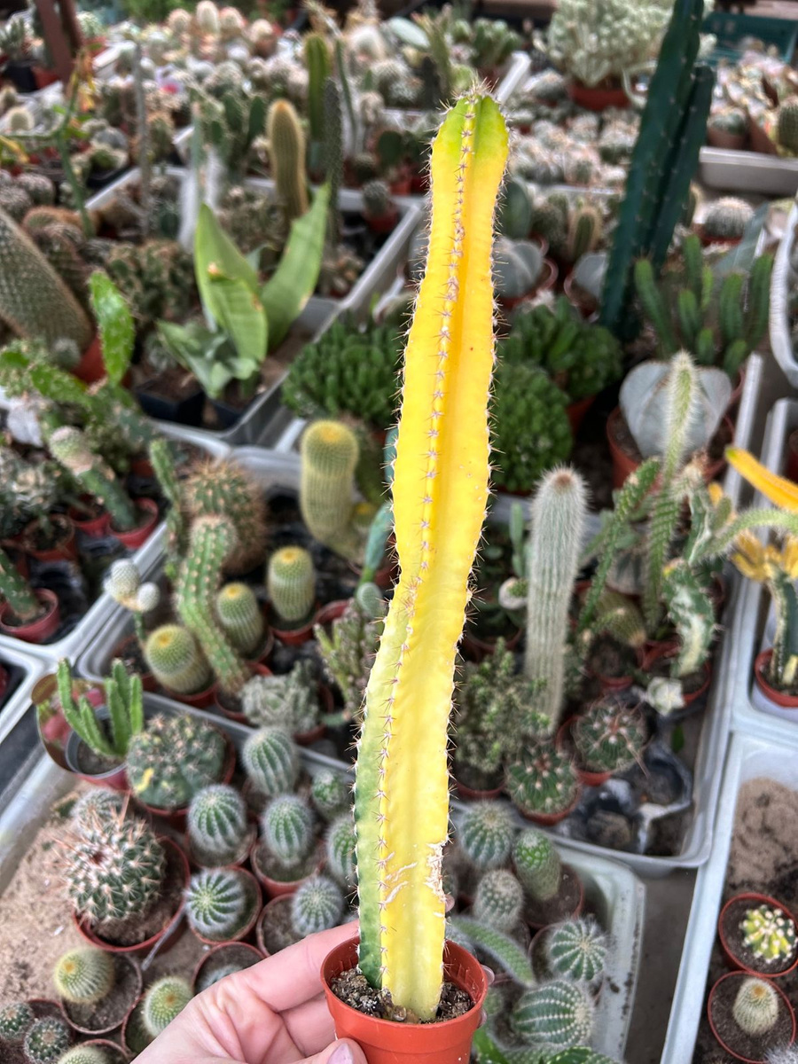 Cereus peruvianus 'Variegata' | Cactuses \ Cereus | Kaktusy, sukulenty ...
