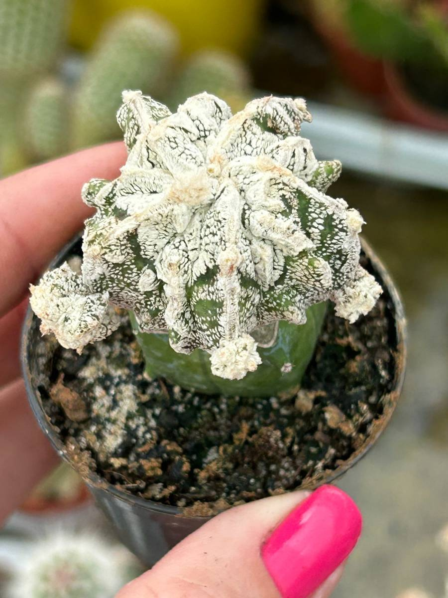 Astrophytum myriostigma 'Seminuda Onzuka Fukuryu Kikko' | Cactuses ...