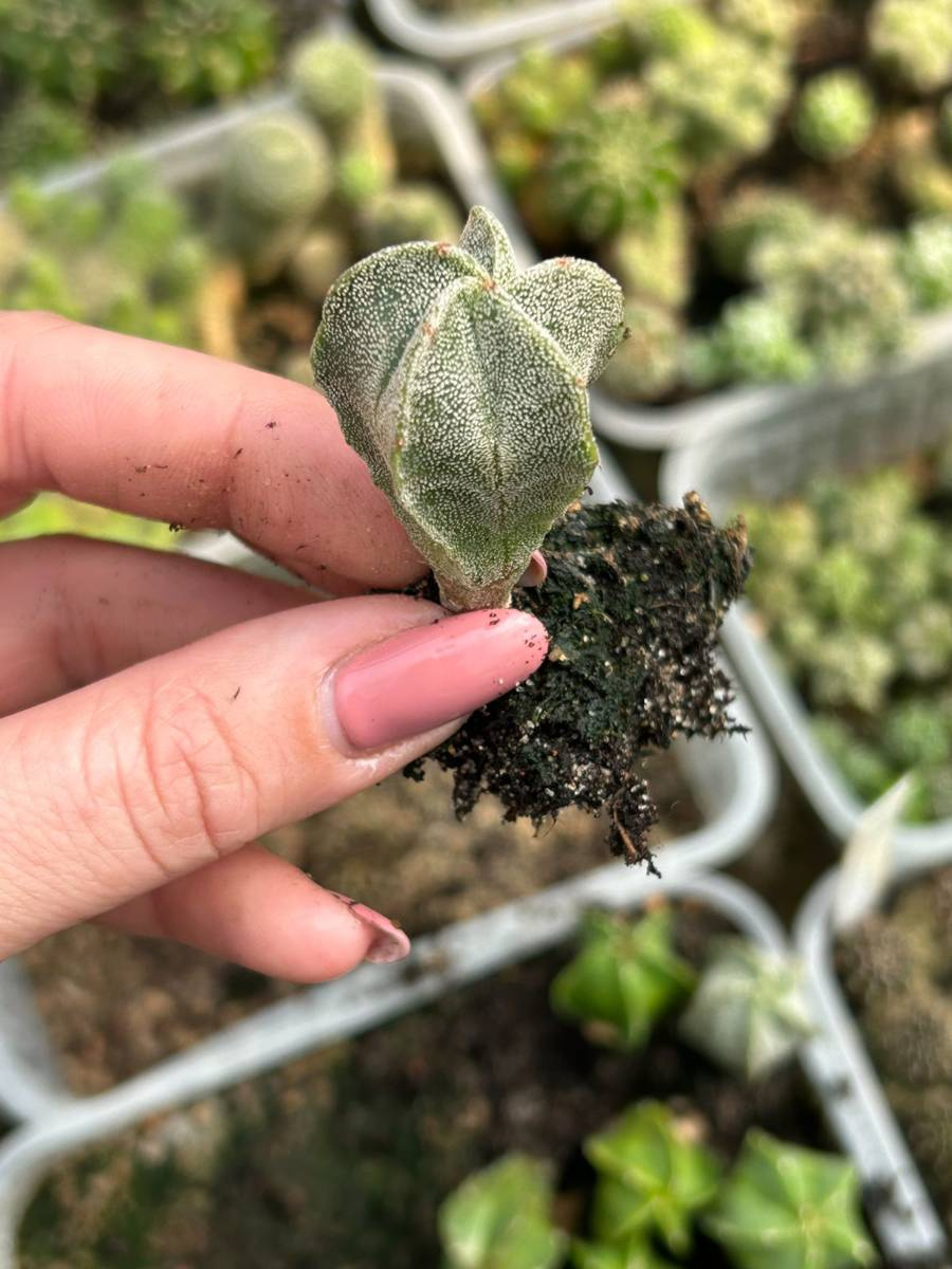 Astrophytum myriostigma | Kaktusy \ Astrophytum Maluszki | Kaktusy ...