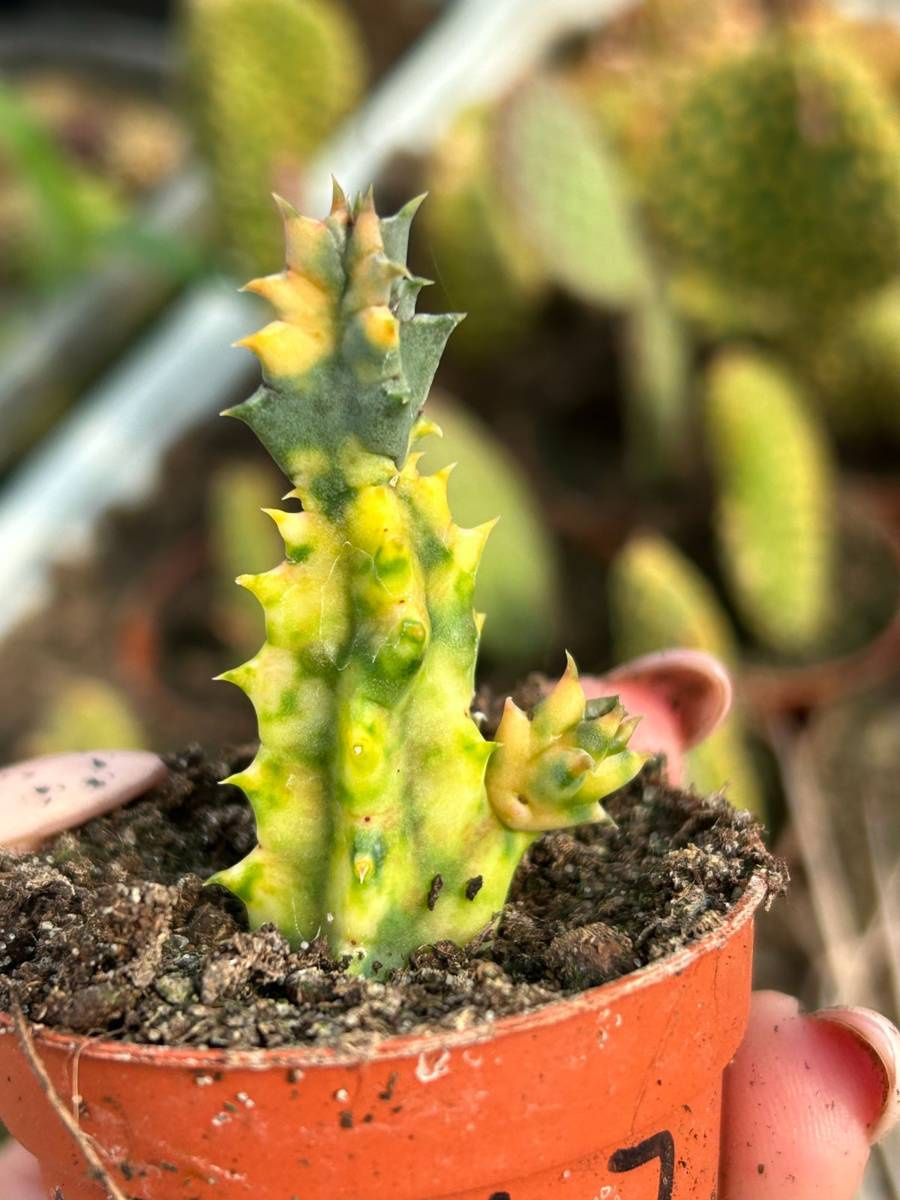 Huernia zebrina 'Variegata | Succulents \ Huernia | Kaktusy, sukulenty ...
