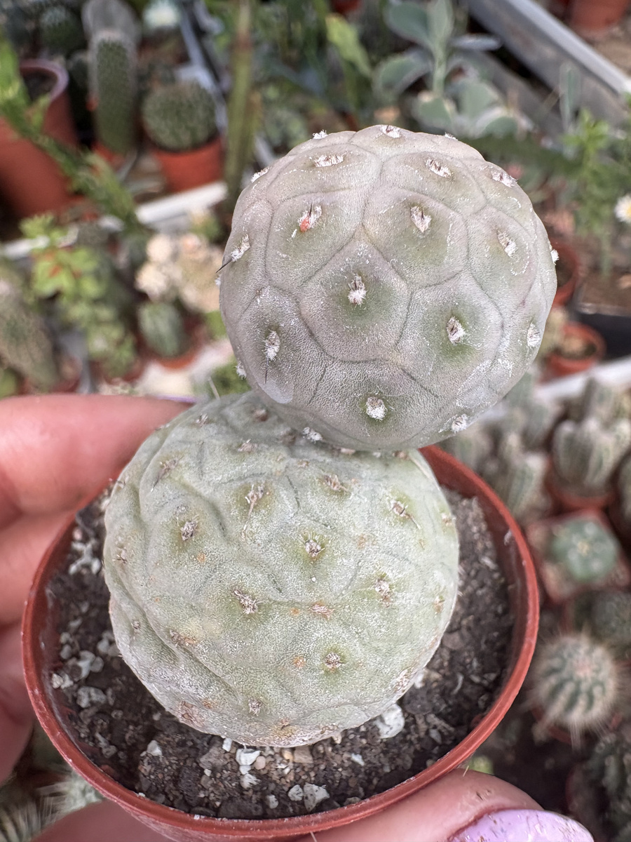Tephrocactus geometricus | Cactuses \ Tephrocactus | Kaktusy, sukulenty i inne rośliny - CandyCacti