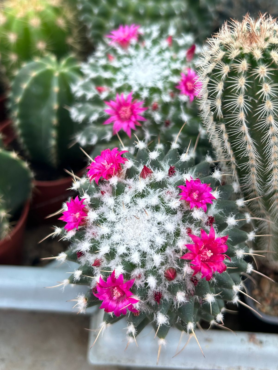 Mammillaria spinosissima 'Jan Suba' | Cactuses \ Mammillaria | Kaktusy ...