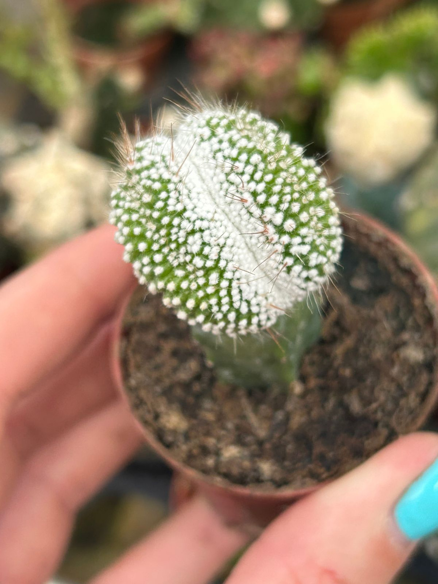 Notocactus scopa 'Inermis Cristata Albicephala' | Cactuses \ Notocactus ...