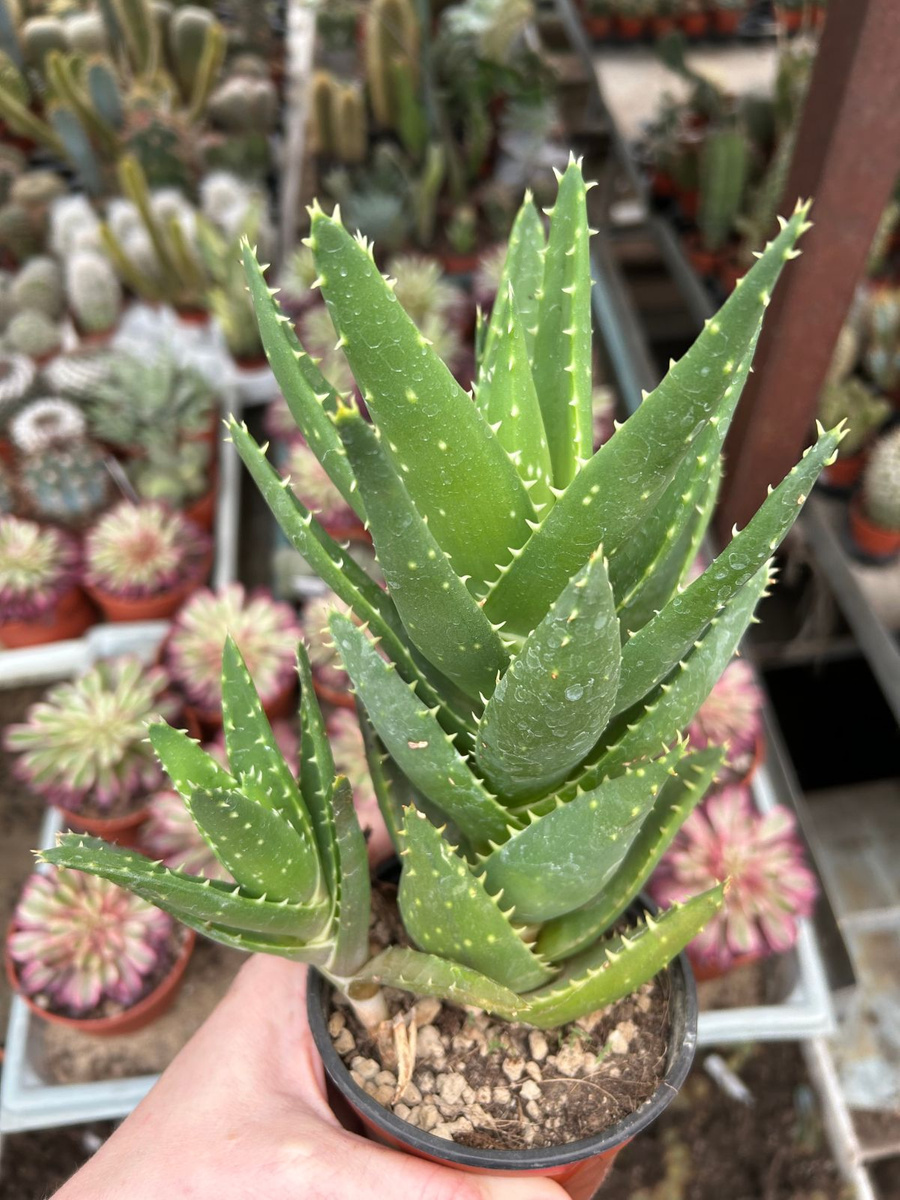 ALOE BREVIFOLIA | Succulents \ Aloe | Kaktusy, sukulenty i inne rośliny - CandyCacti