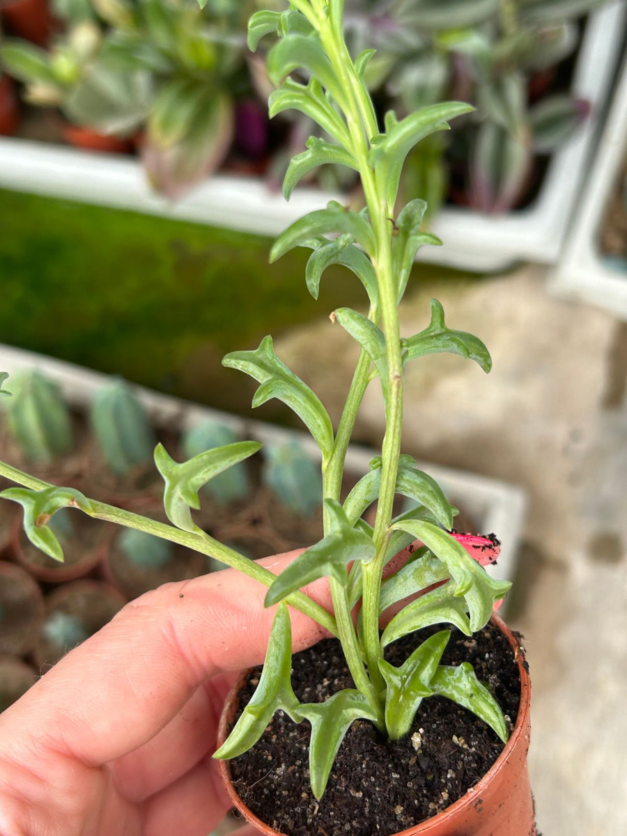 Senecio pendulus | Succulents \ Senecio | Kaktusy, sukulenty i inne ...