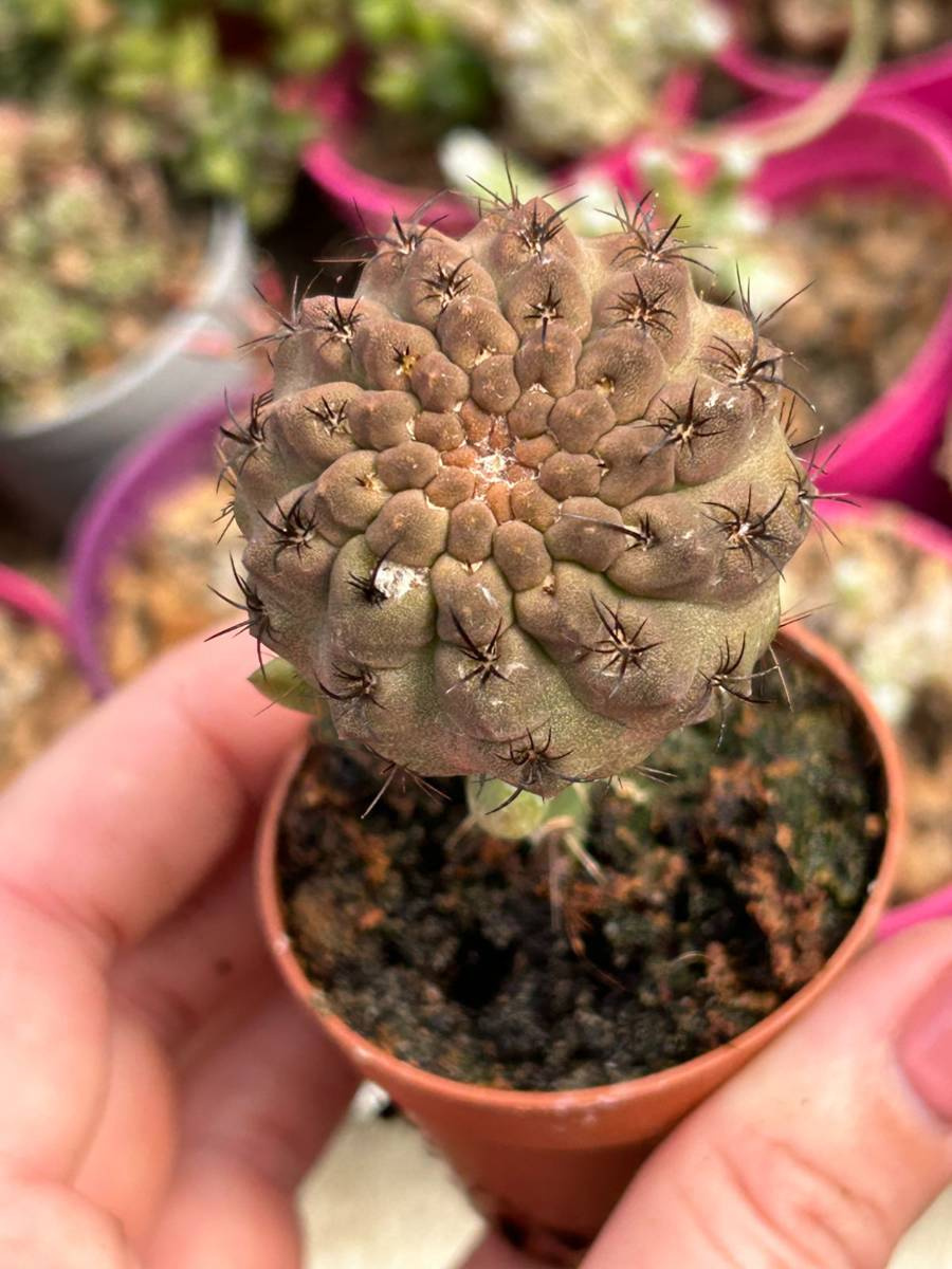 Eriosyce occulta 'Variegata' | Cactuses \ Eriosyce | Kaktusy, sukulenty ...