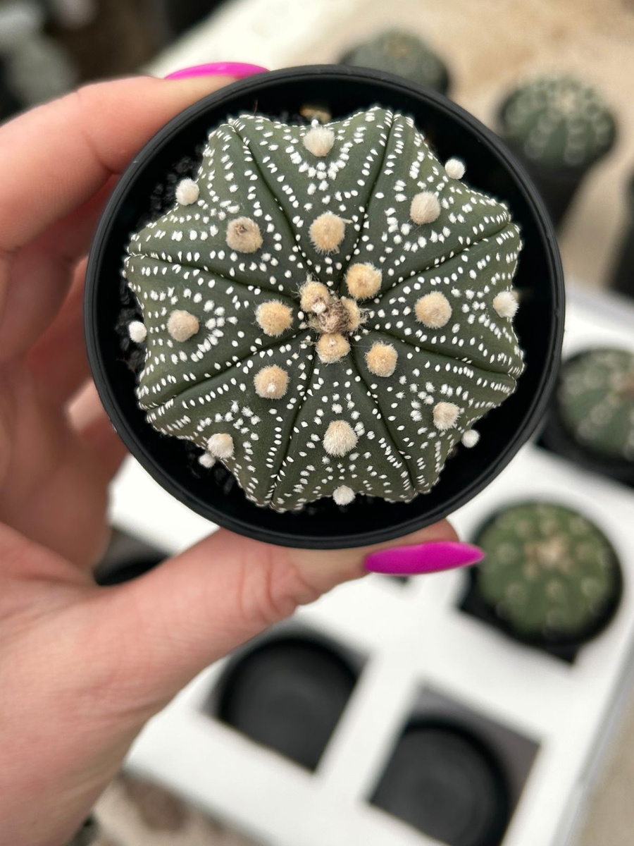 Astrophytum asterias 'Miracle' | Cactuses \ Astrophytum | Kaktusy ...