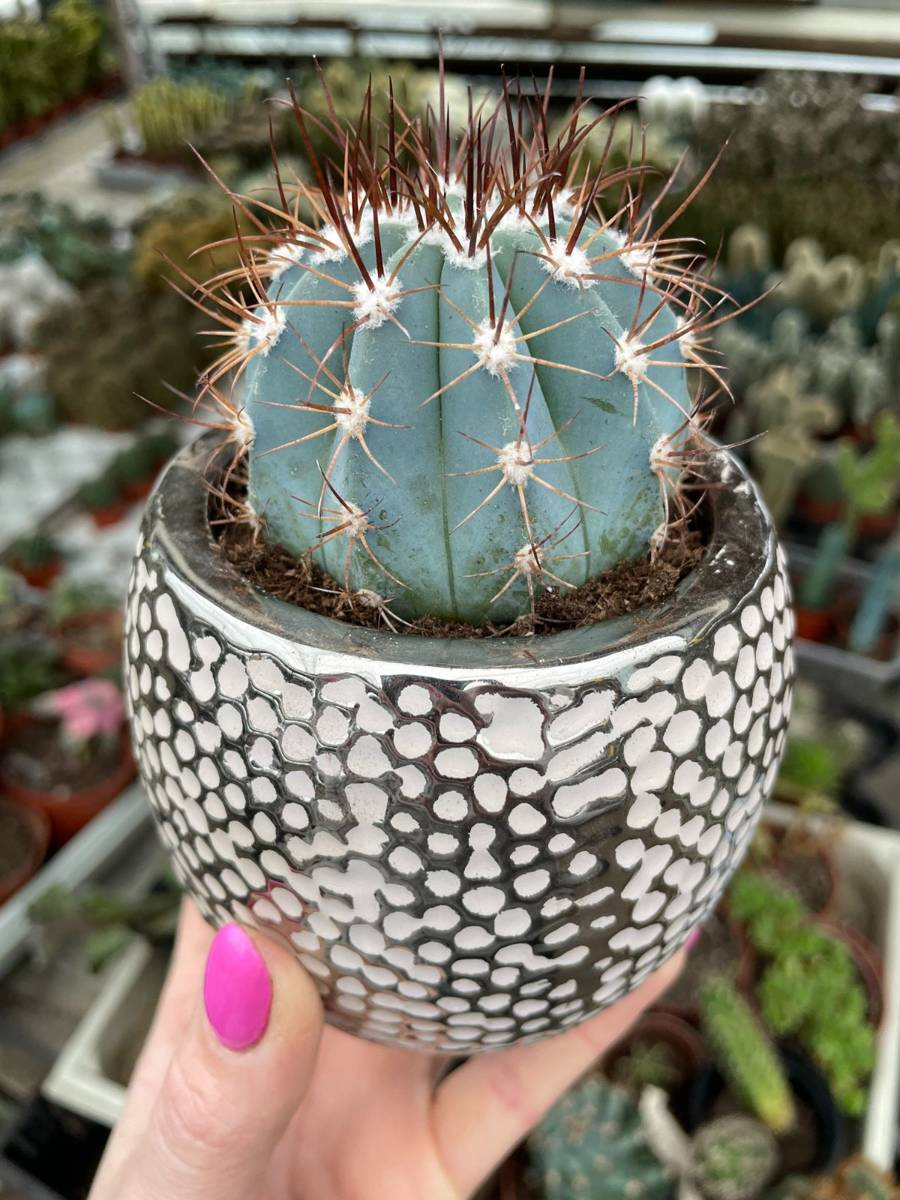 Melocactus azureus | Cactuses \ Melocactus | Kaktusy, sukulenty i inne rośliny - CandyCacti