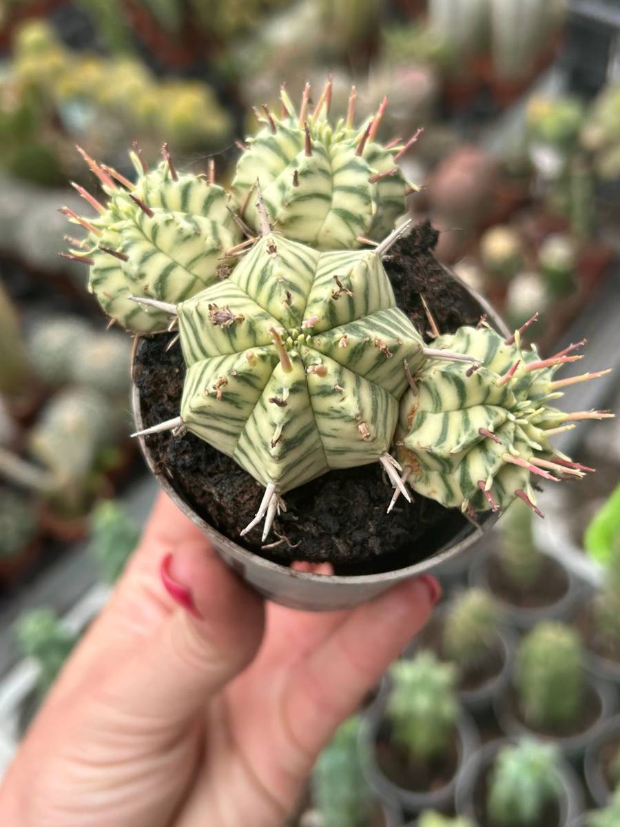 Euphorbia meloformis 'Variegata' | Succulents \ Euphorbia Mutants ...