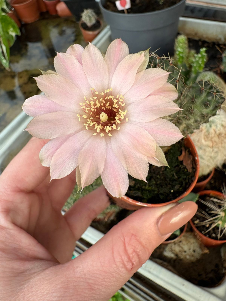 Mediolobivia pygmaea fr 1107 | | Kaktusy, sukulenty i inne rośliny - CandyCacti