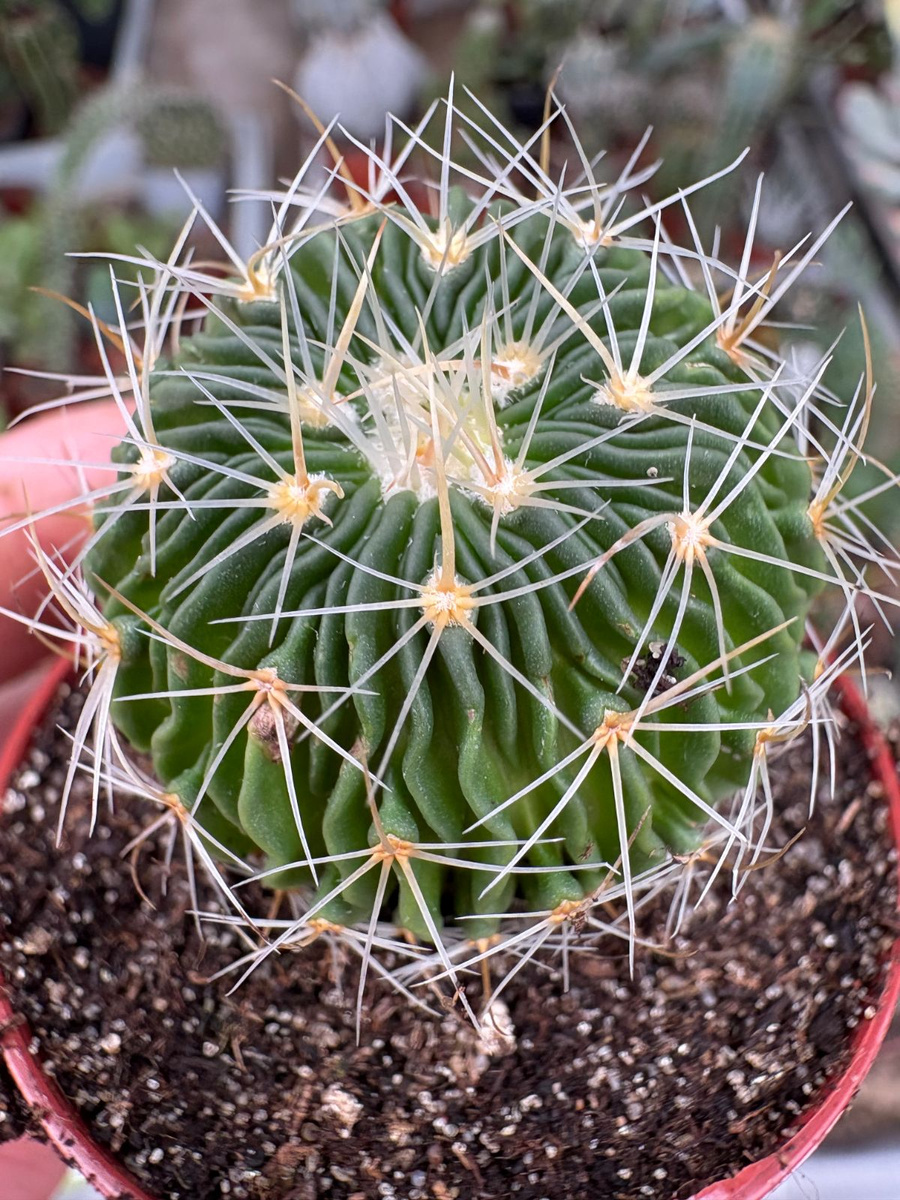 Stenocactus multicostatus | Mutants \ Stenocactus Maxi blooming ...