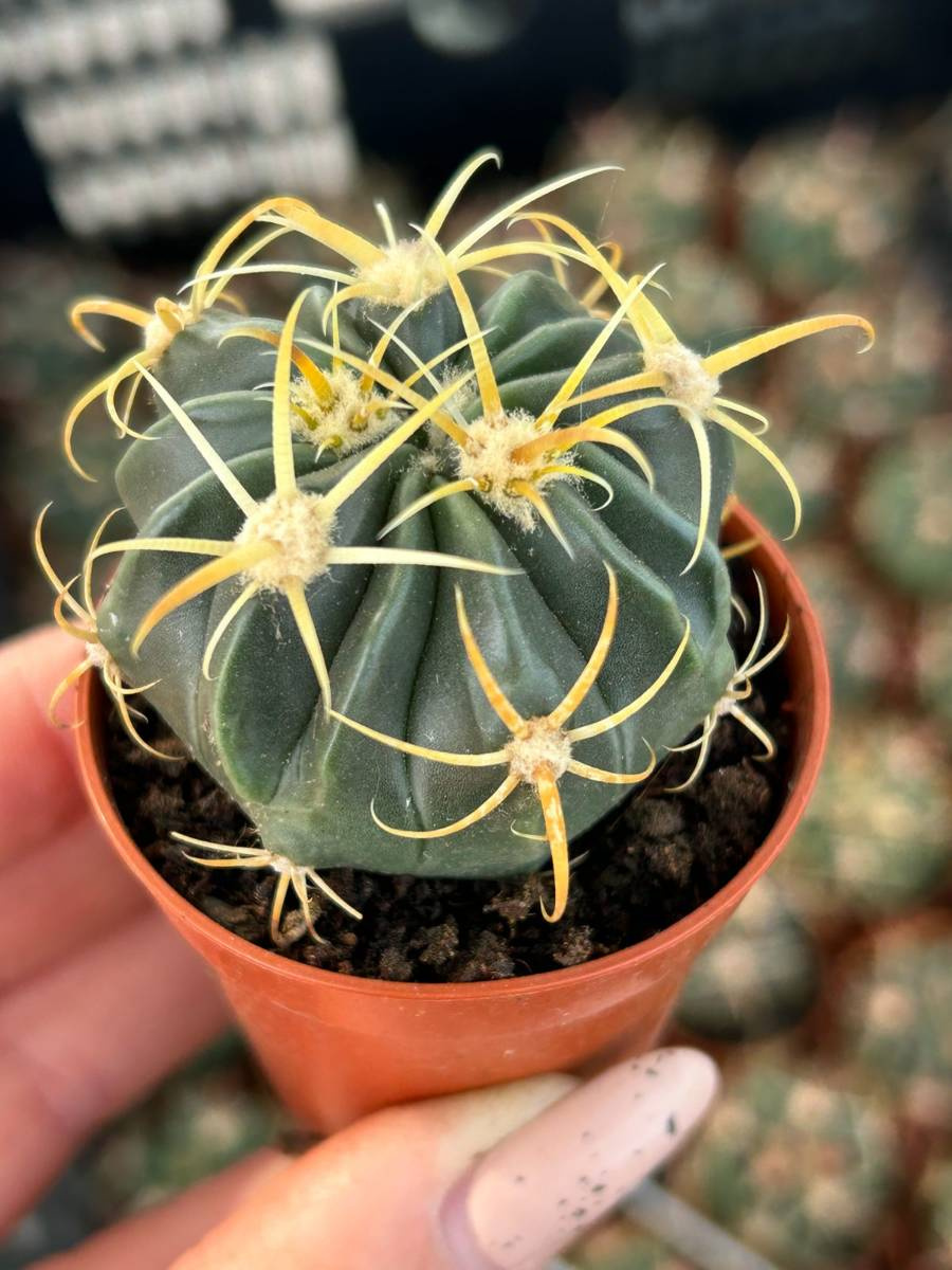 Ferocactus latispinus v.flavispinus | Cactuses \ Ferocactus Other ...