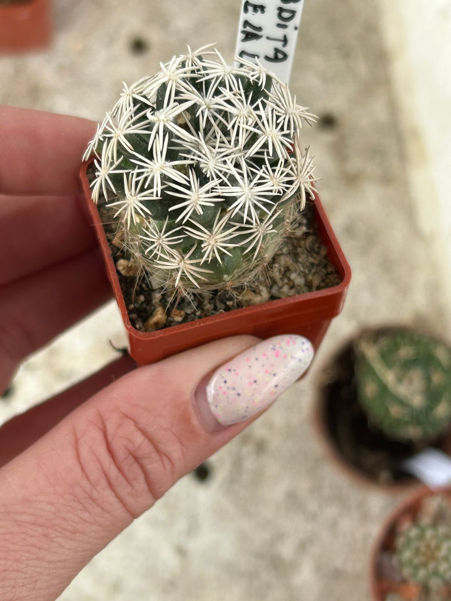 Escobaria abdita LAGUNA DE LA LECHE | Cactuses \ Escobaria | Kaktusy ...