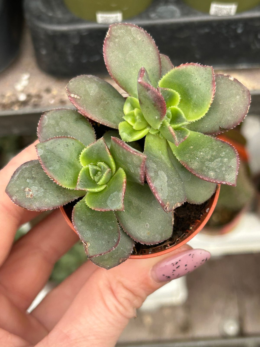 AEONIUM DECORUM 'TRICOLOR' | Succulents \ Aeonium | Kaktusy, sukulenty ...
