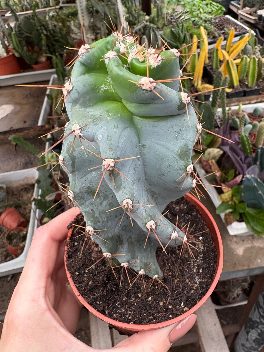 Cereus peruvianus 'Spiralis' | Cactuses \ Cereus | Kaktusy, sukulenty i inne rośliny - CandyCacti