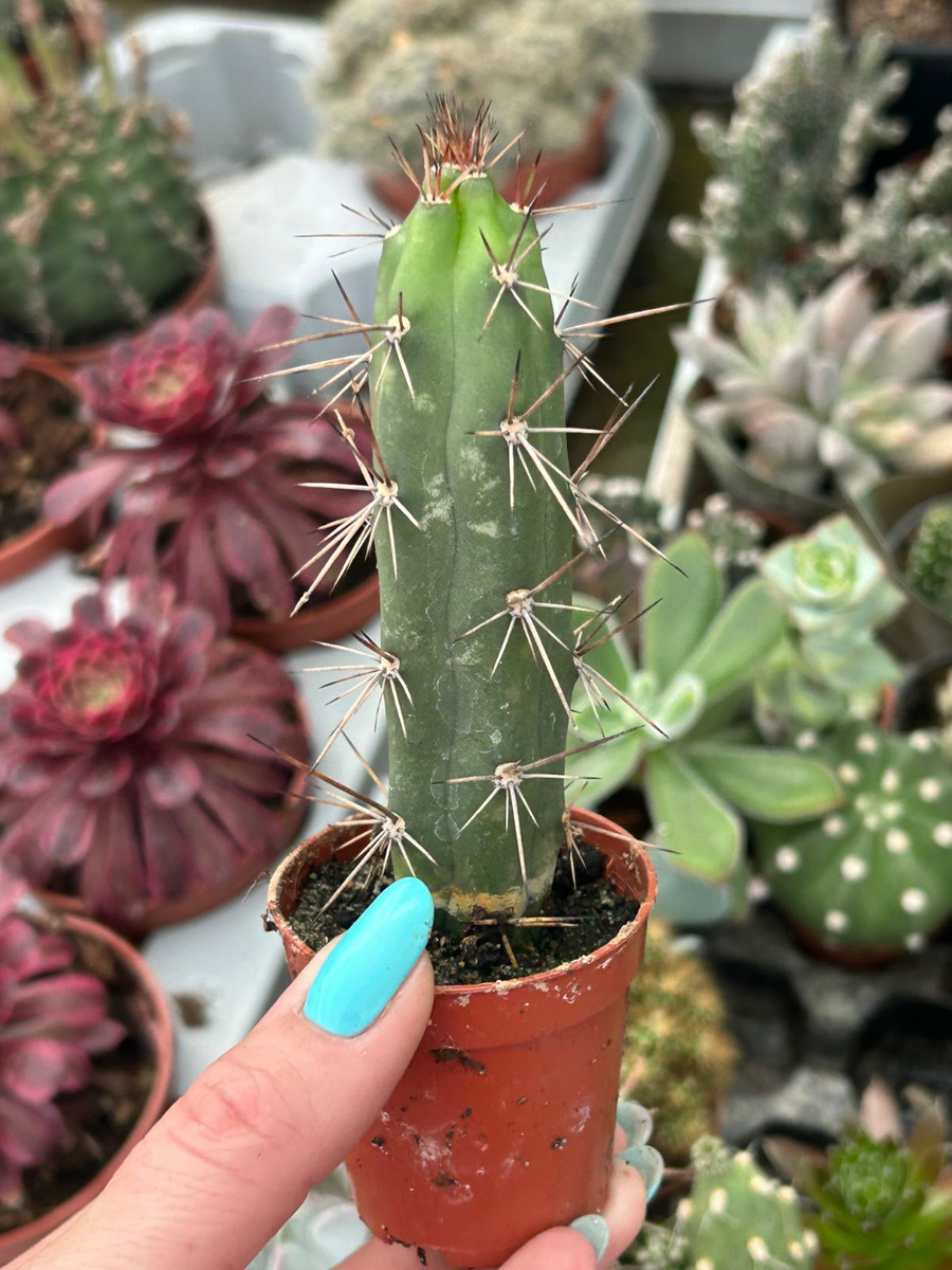 Harrisia bonplandii | Cactuses \ Harrisia | Kaktusy, sukulenty i inne ...