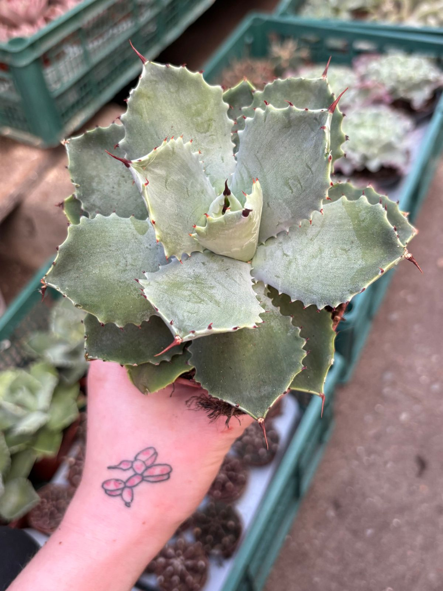Agave potatorum | Succulents \ Agave | Kaktusy, sukulenty i inne ...